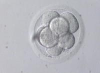 Embryos - An atlas for IVF patients | Malpani Infertility Clinic, Mumbai