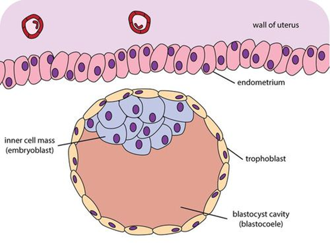 Using Embryo Glue for Embryo Transfer improves Pregnancy rates.