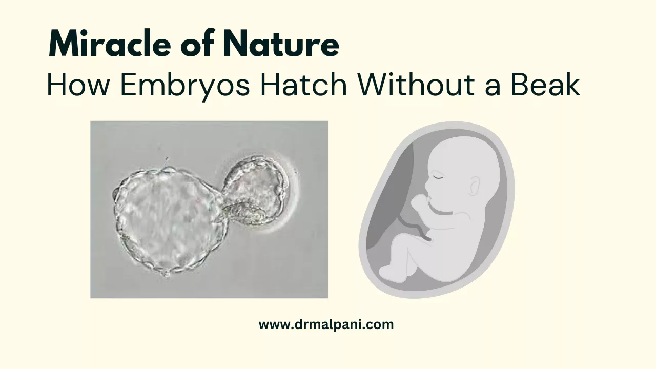 Miracle of Nature: How Embryos Hatch Without a Beak